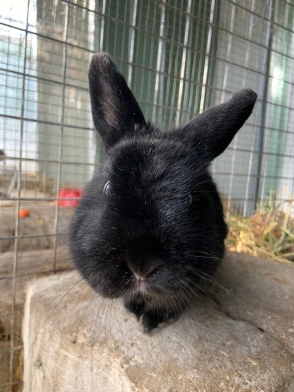 Jarvis - Male Netherland Dwarf x Rex Mix Rabbit in ACT - PetRescue