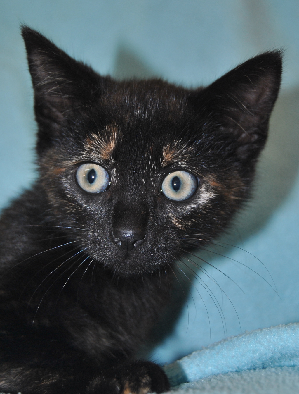 RSPCA Noosa - PetRescue