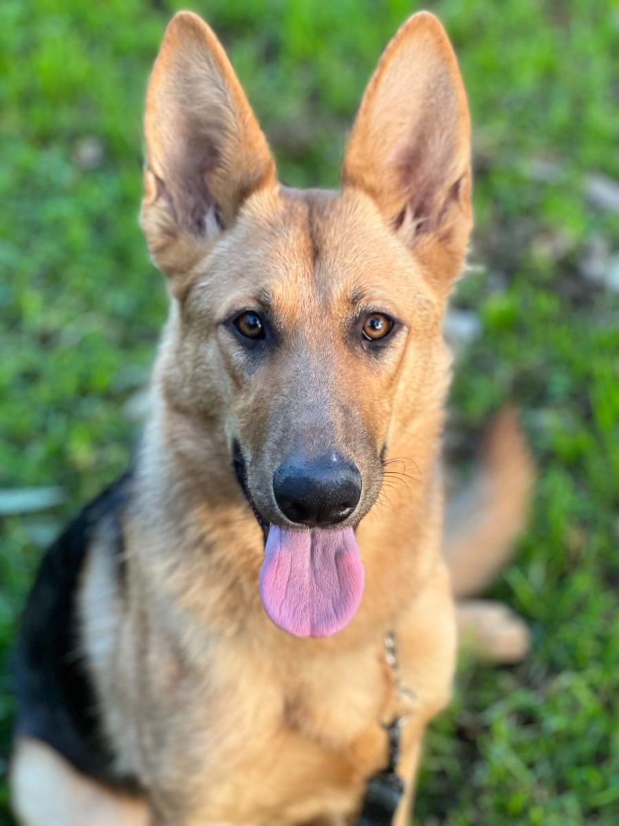 Macie - Large Female German Shepherd Dog in NSW - PetRescue