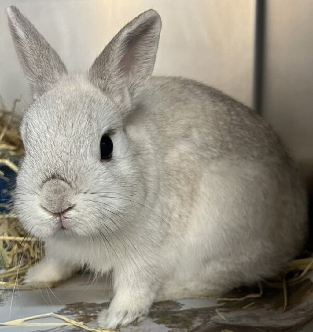 Mr Wabbit - Male Netherland Dwarf Rabbit in VIC - PetRescue