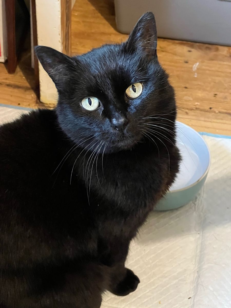 Miss Kitty - can deliver to you - Female Bombay Cat in VIC - PetRescue