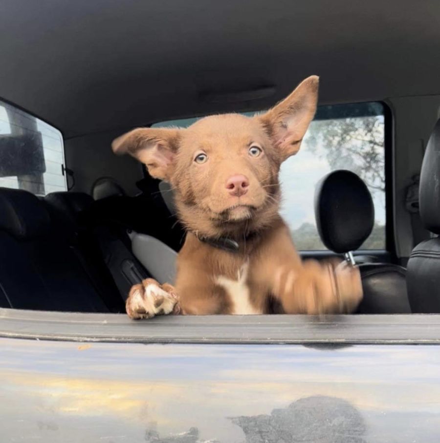 Tex & Red - Small Male Kelpie Dog in VIC - PetRescue