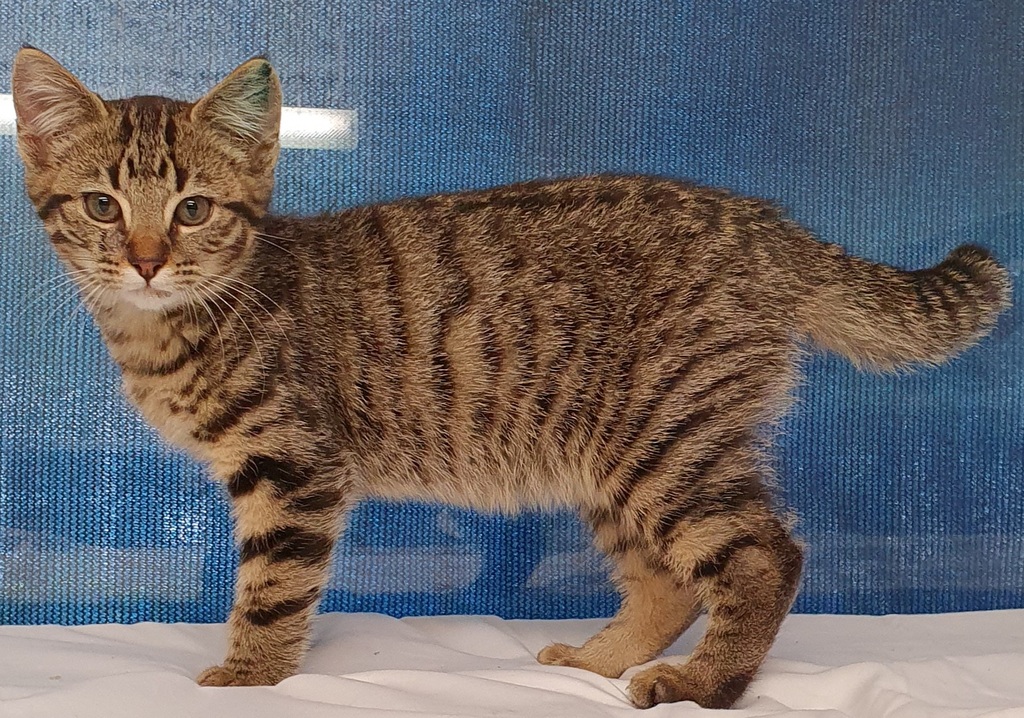 Melvin - Male Domestic Short Hair Mix Cat in QLD - PetRescue