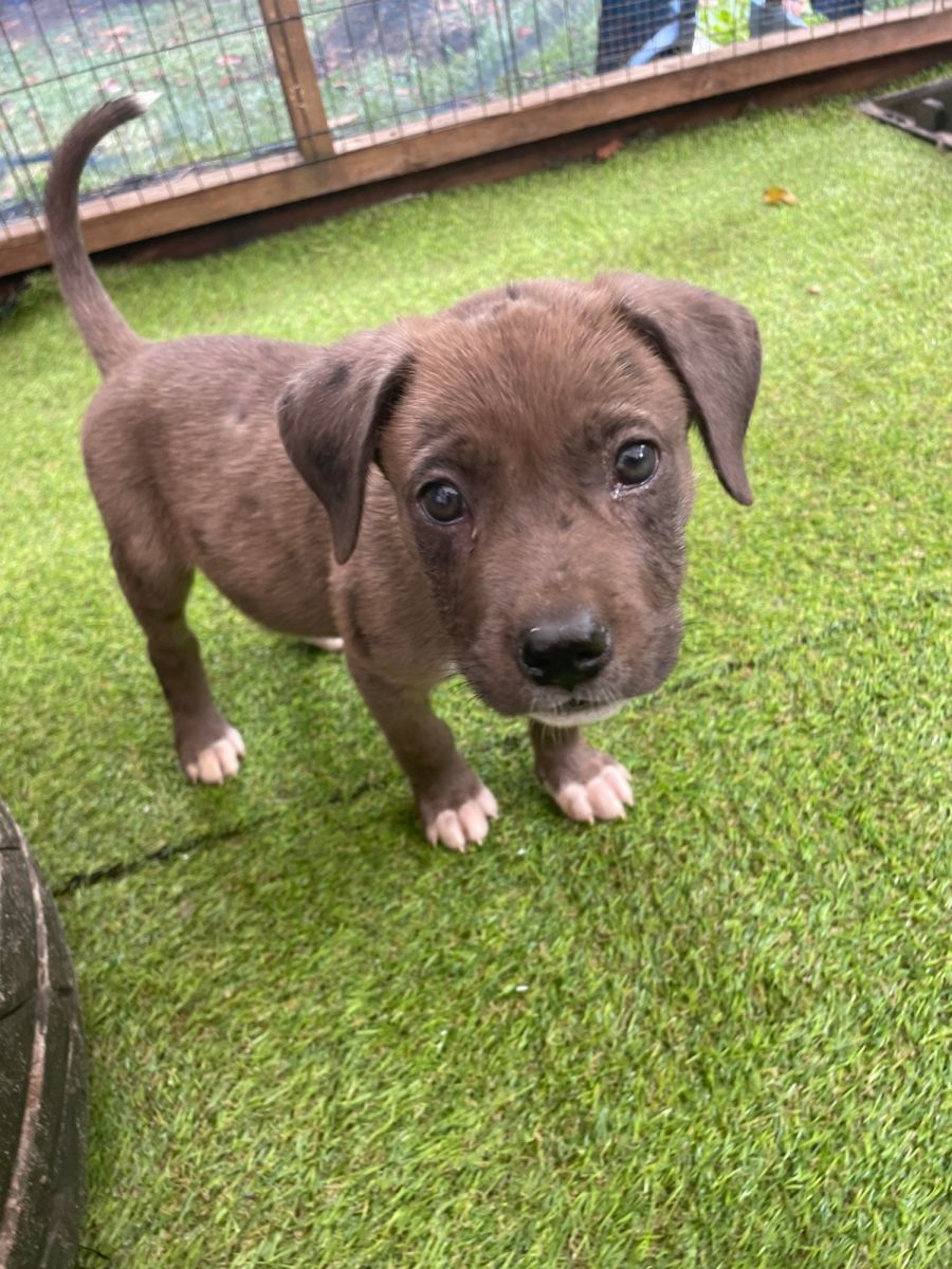 Diggle - Medium Male Catahoula Mix Dog in QLD - PetRescue