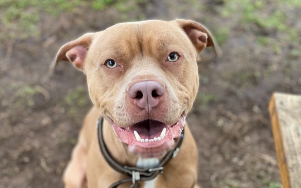 Monty - Medium Male American Staffy Mix Dog in VIC - PetRescue