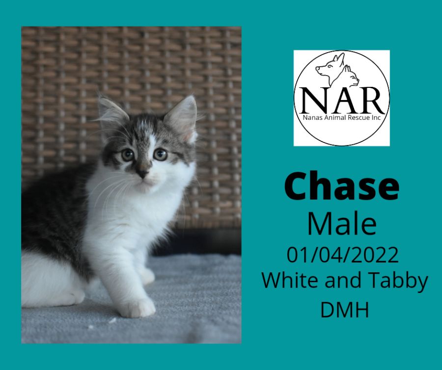 Chase - Male Manx Mix Cat in QLD - PetRescue