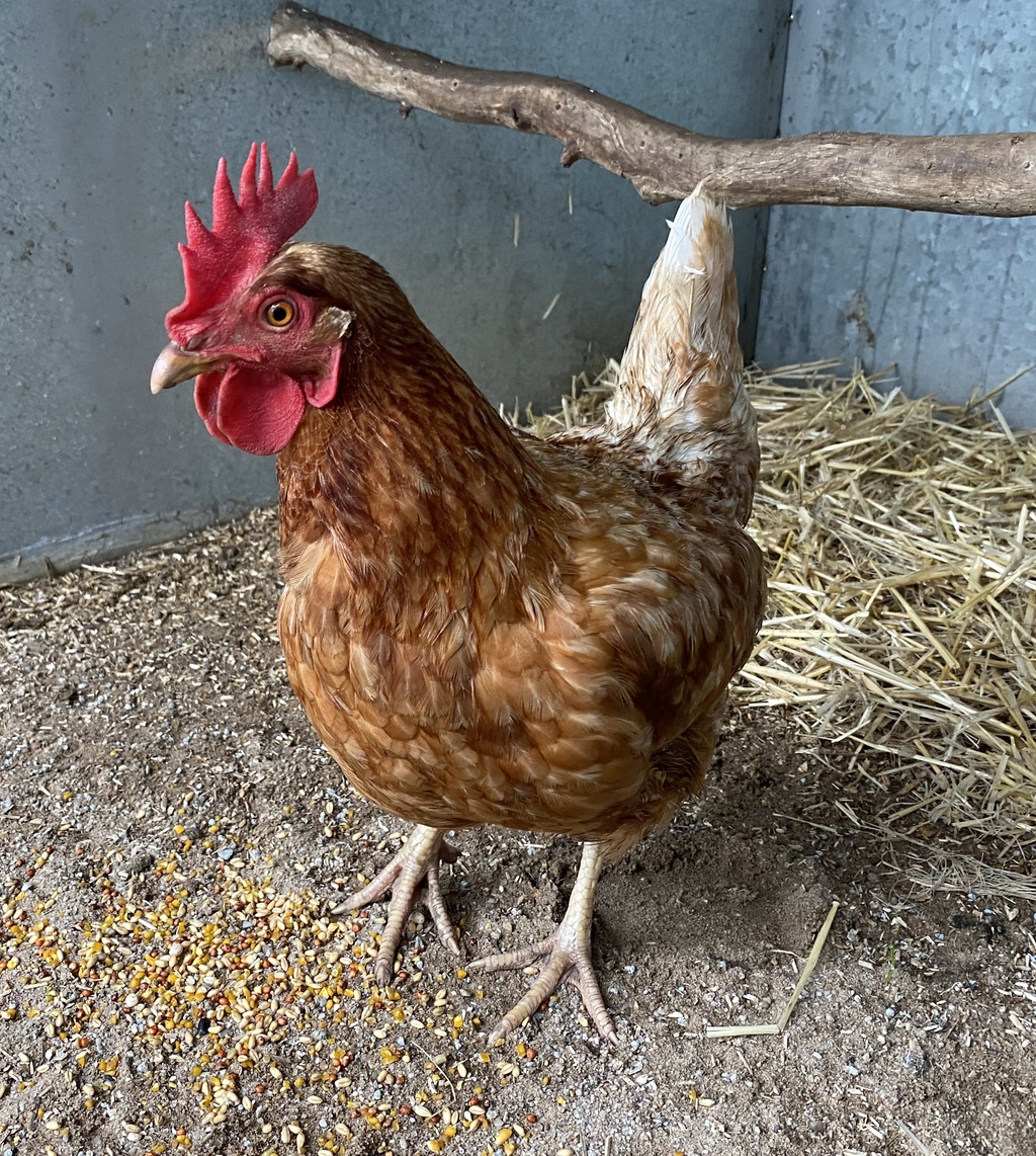 Mrs Brown - Female Chicken Isa Brown Fowl in QLD - PetRescue