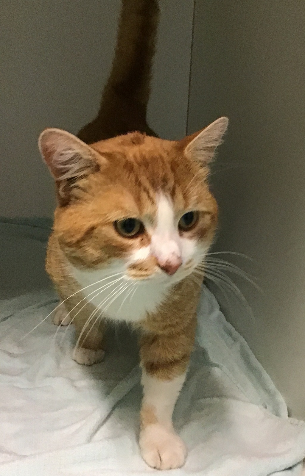 Pumba - Male Domestic Short Hair Mix Cat in VIC - PetRescue