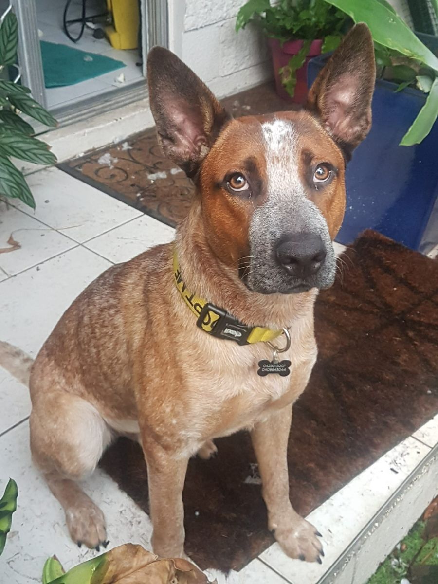 Benji - Large Male Australian Cattle Dog Mix Dog in QLD - PetRescue