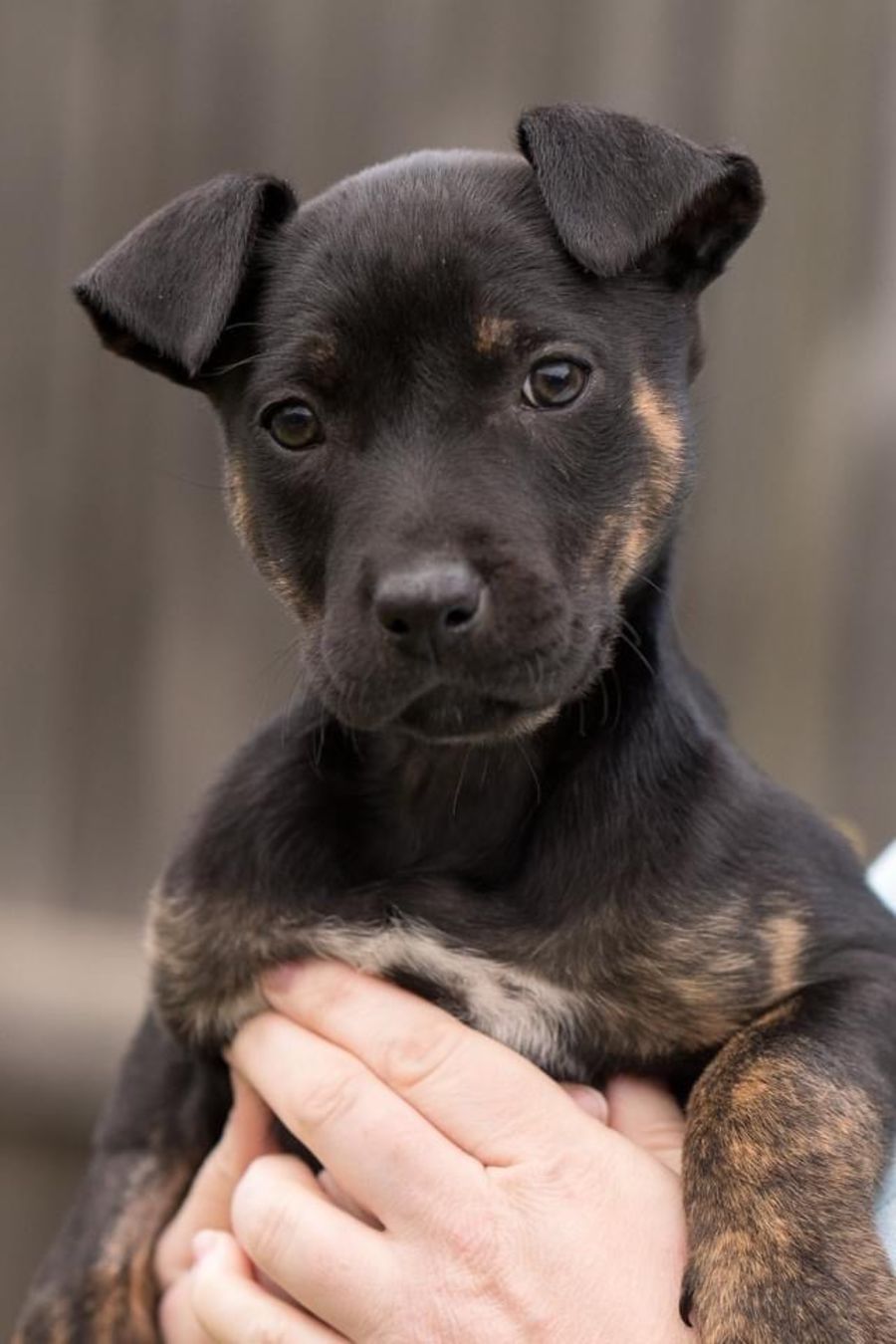 Zinnia - Medium Female Jack Russell Terrier Mix Dog in VIC - PetRescue