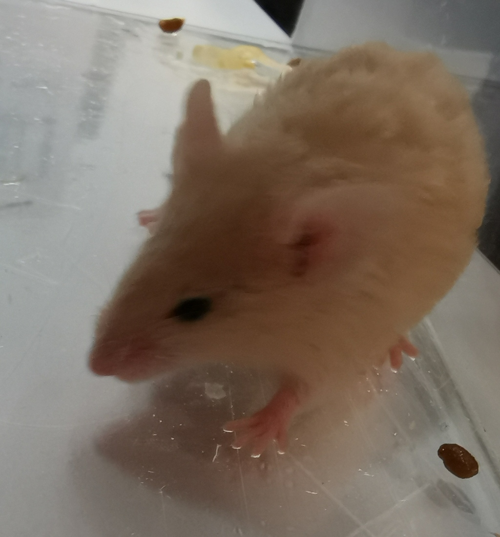 Ernie - Male Mouse Mix Rodent in QLD - PetRescue