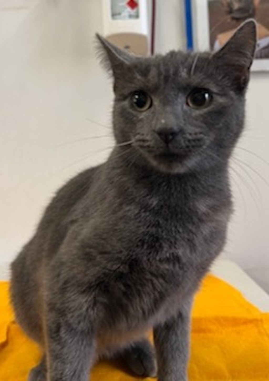 Clarabelle Cow - Female Domestic Short Hair Mix Cat in VIC - PetRescue