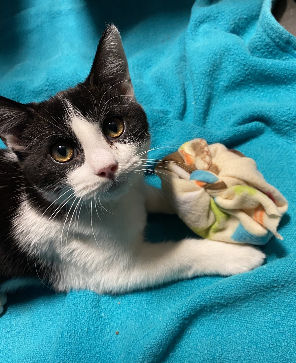 Sully - Male Manx Mix Cat in QLD - PetRescue