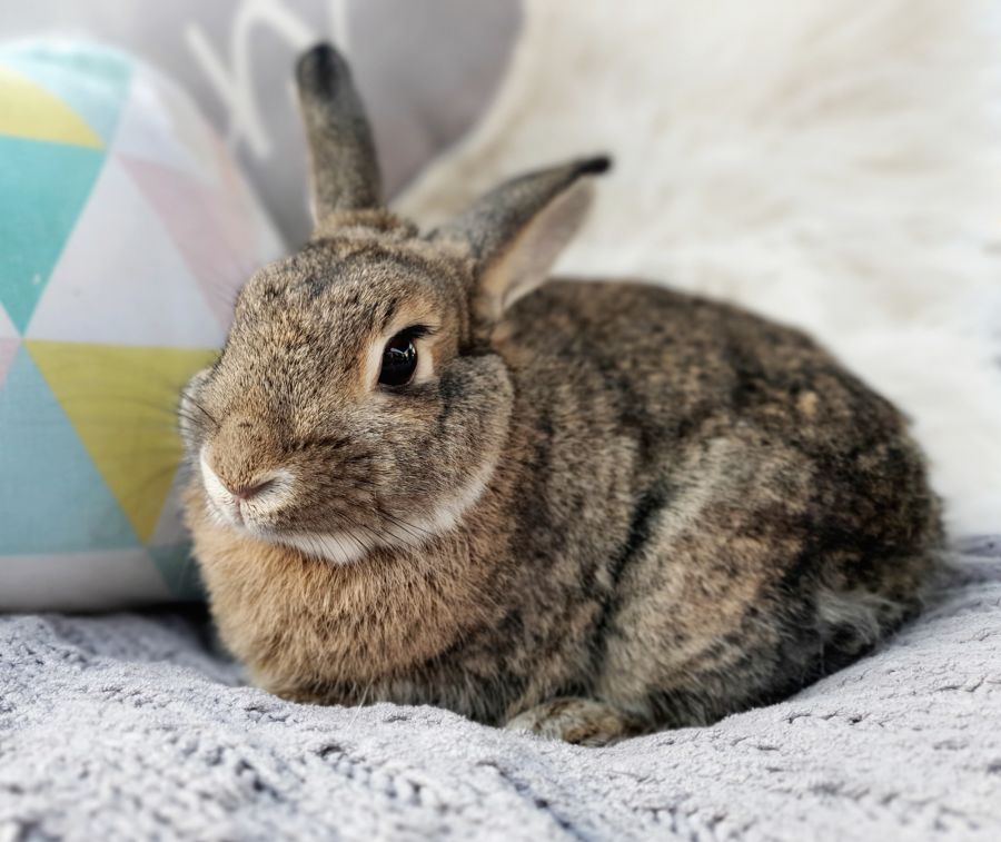 Georgie - Female Rabbit in VIC - PetRescue
