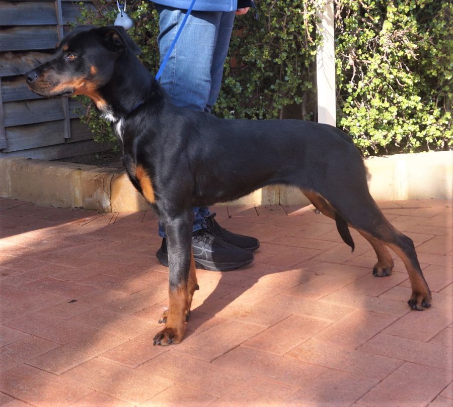 Pixie - Medium Female German Pinscher Mix Dog in WA - PetRescue