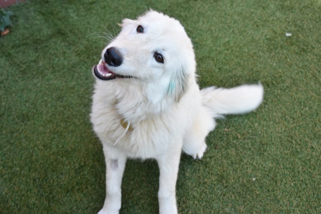 Sadie - Medium Female Maremma Sheepdog Mix Dog in VIC - PetRescue