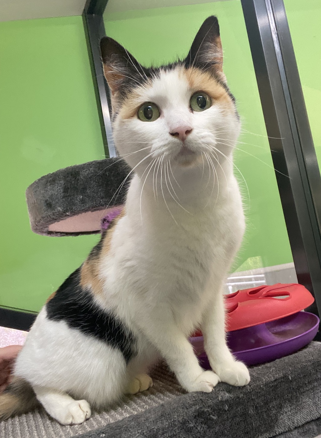 Sheena - Female Domestic Short Hair Mix Cat in VIC - PetRescue