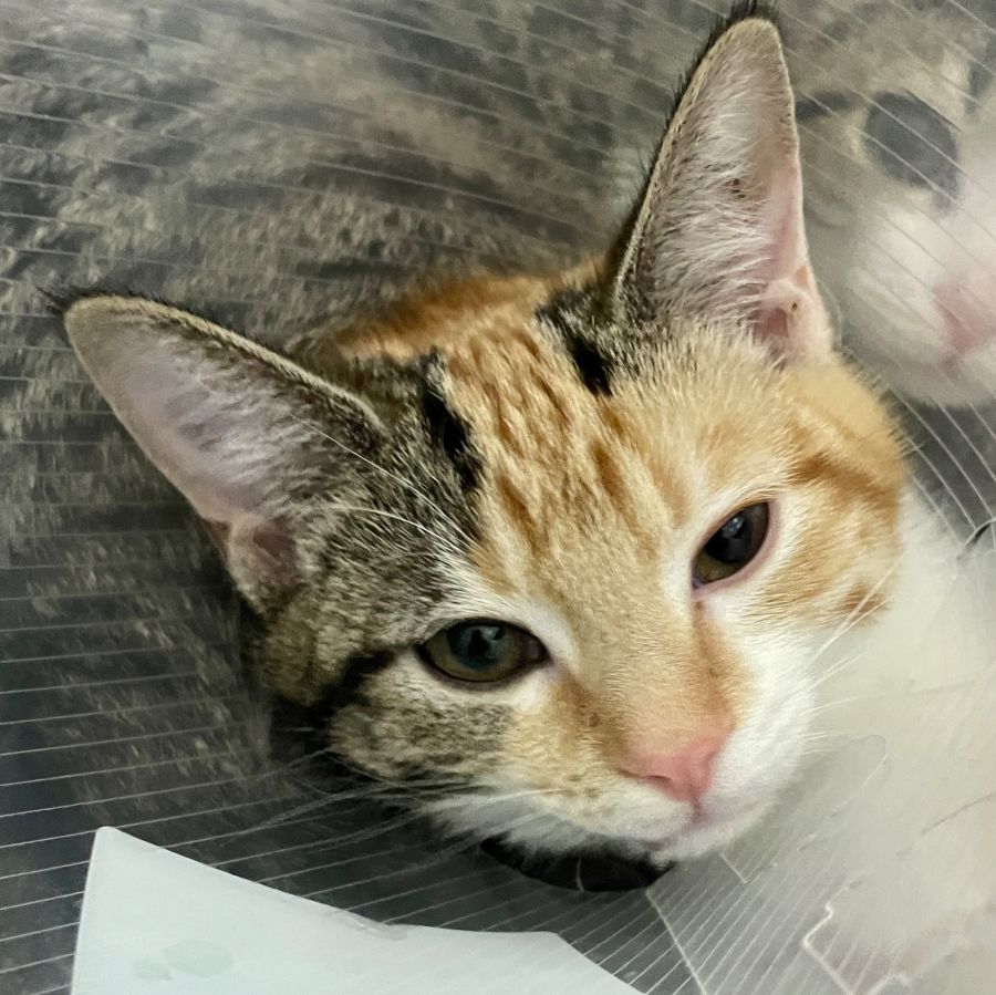 Mila - Female Domestic Short Hair Cat in VIC - PetRescue