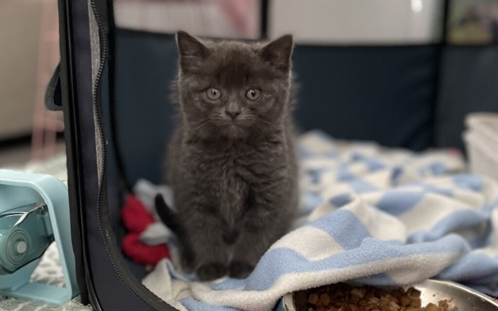 Reinhardt - Male Domestic Short Hair x Russian Mix Cat in VIC - PetRescue