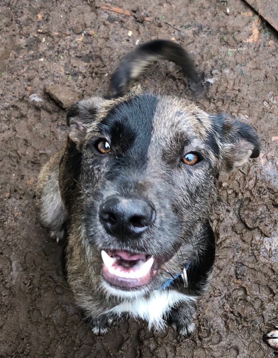 Patchi - Medium Male Border Collie Mix Dog in NSW - PetRescue