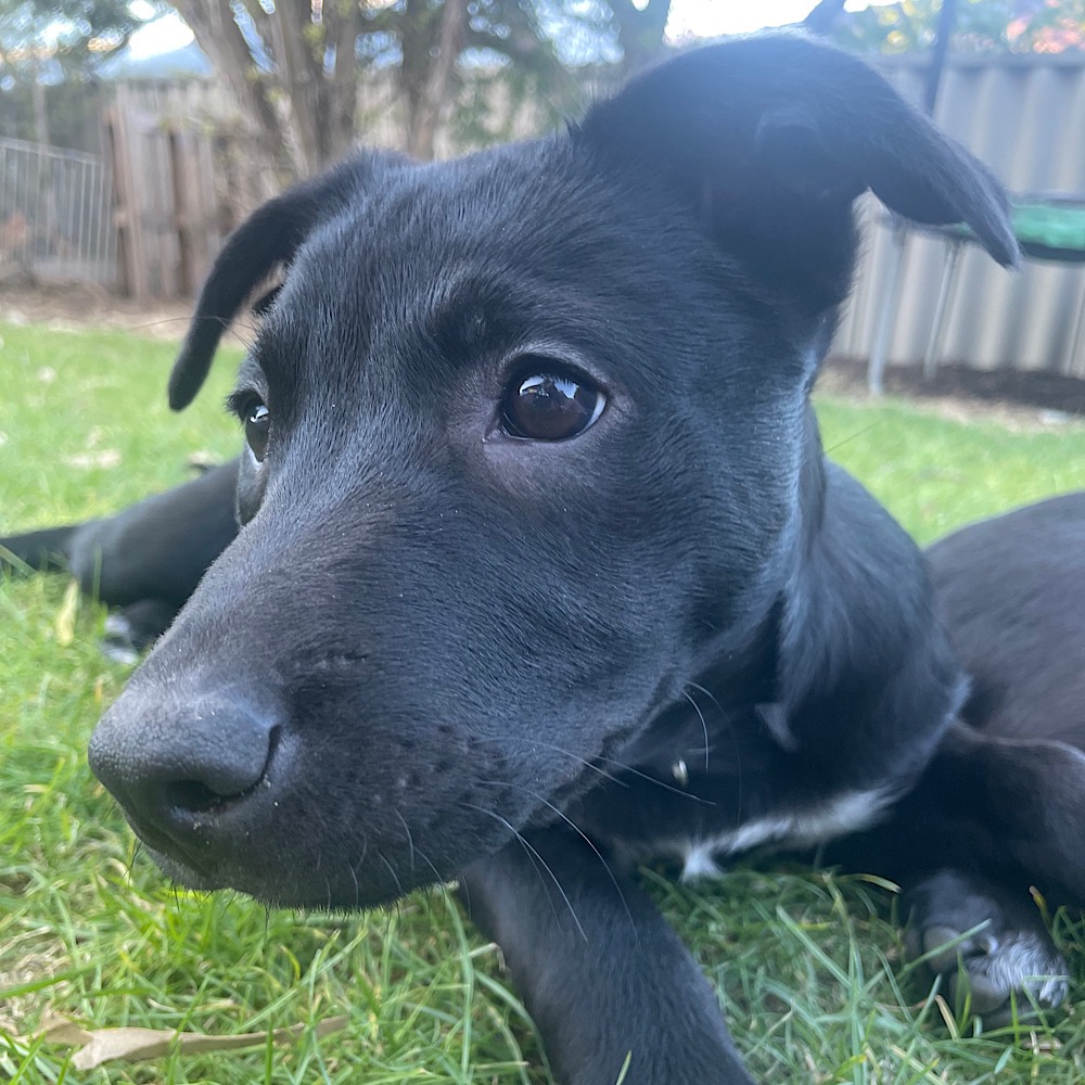Emily - Medium Female Blue Heeler x Rhodesian Ridgeback Mix Dog in WA ...