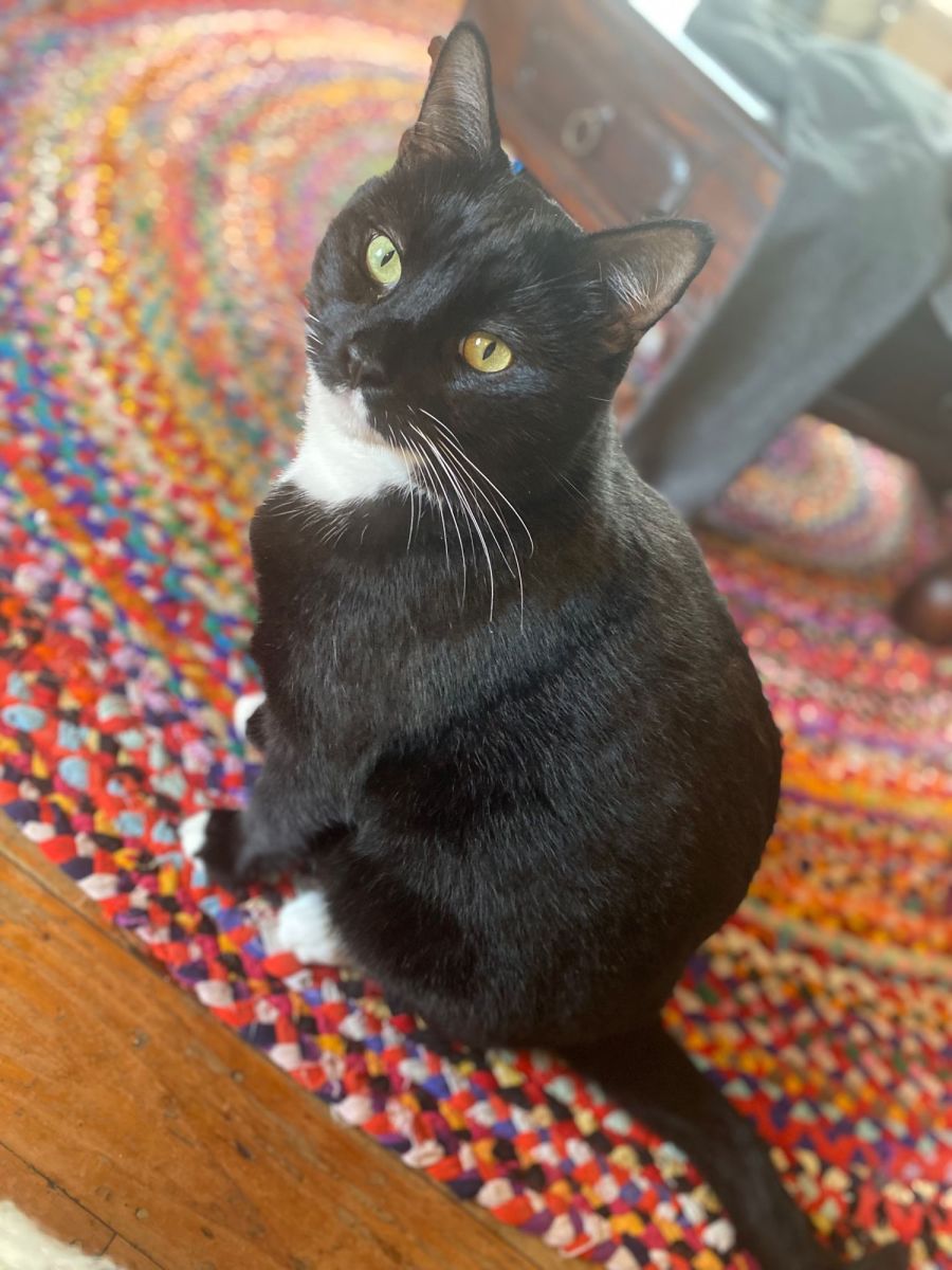 Snuffles - Male Domestic Short Hair Cat in VIC - PetRescue