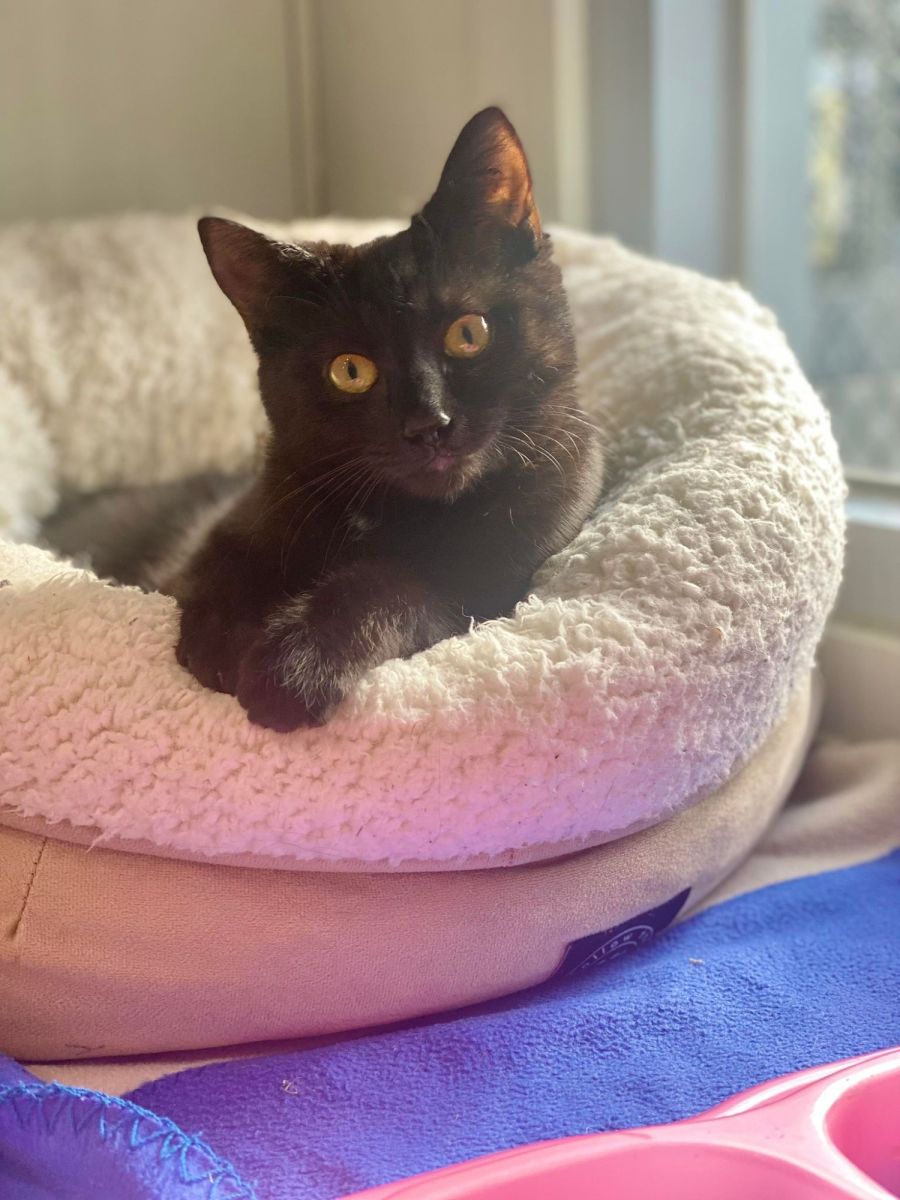 Dimples - Female Domestic Short Hair Cat in VIC - PetRescue