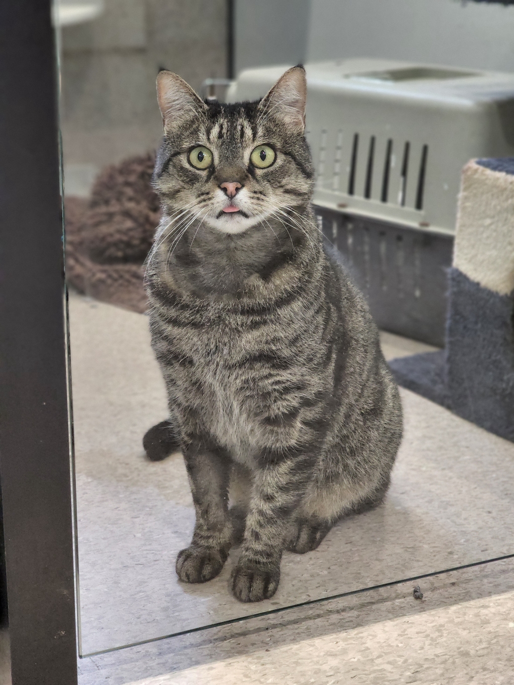 Mingo - Male Domestic Short Hair Mix Cat in NSW - PetRescue