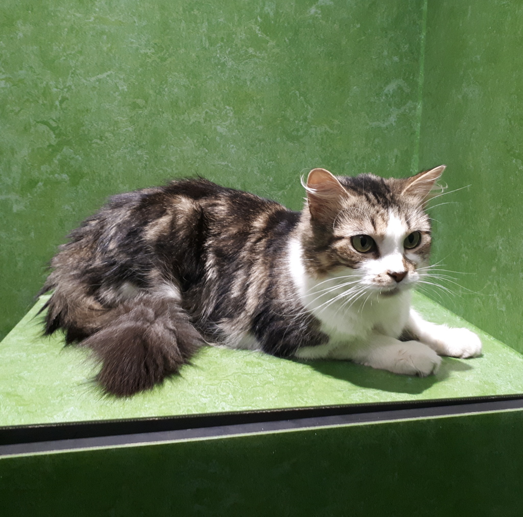 Yasmin - Female Domestic Medium Hair Cat in VIC - PetRescue