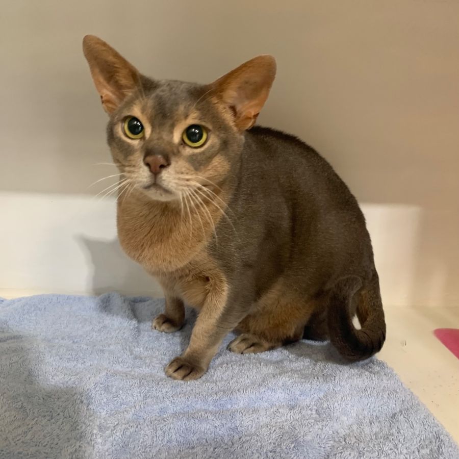 Legend - Male Abyssinian Cat in VIC - PetRescue