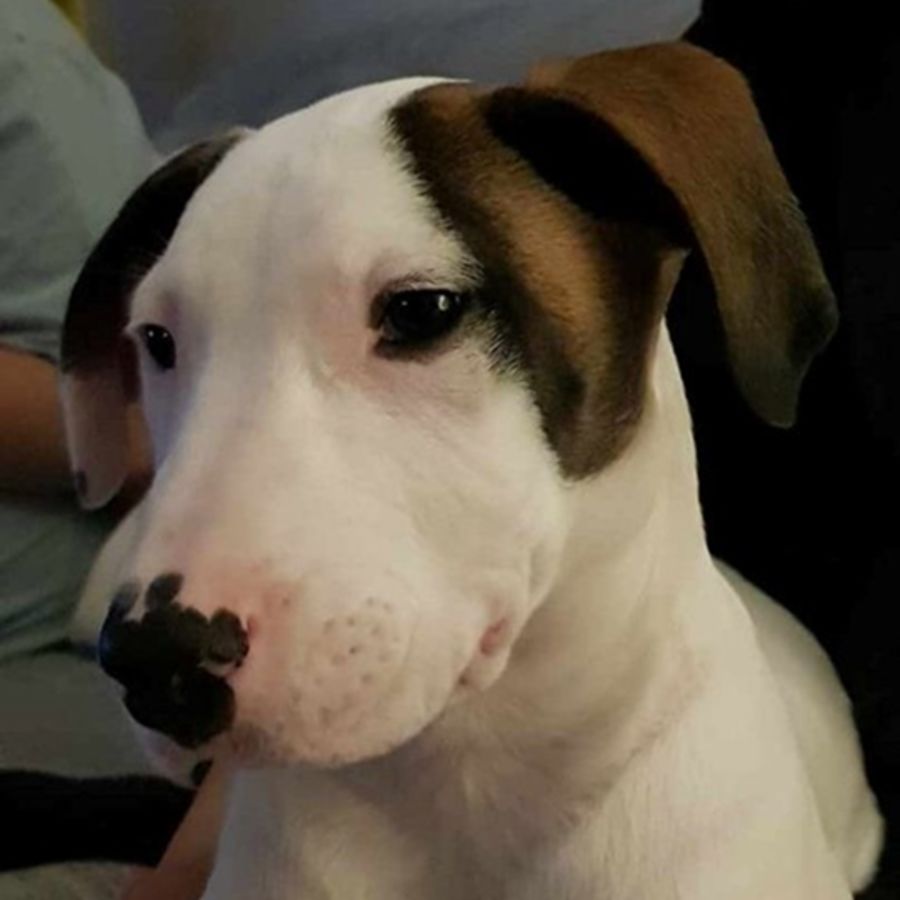 Pippin - Large Male Bull Arab Mix Dog in SA - PetRescue