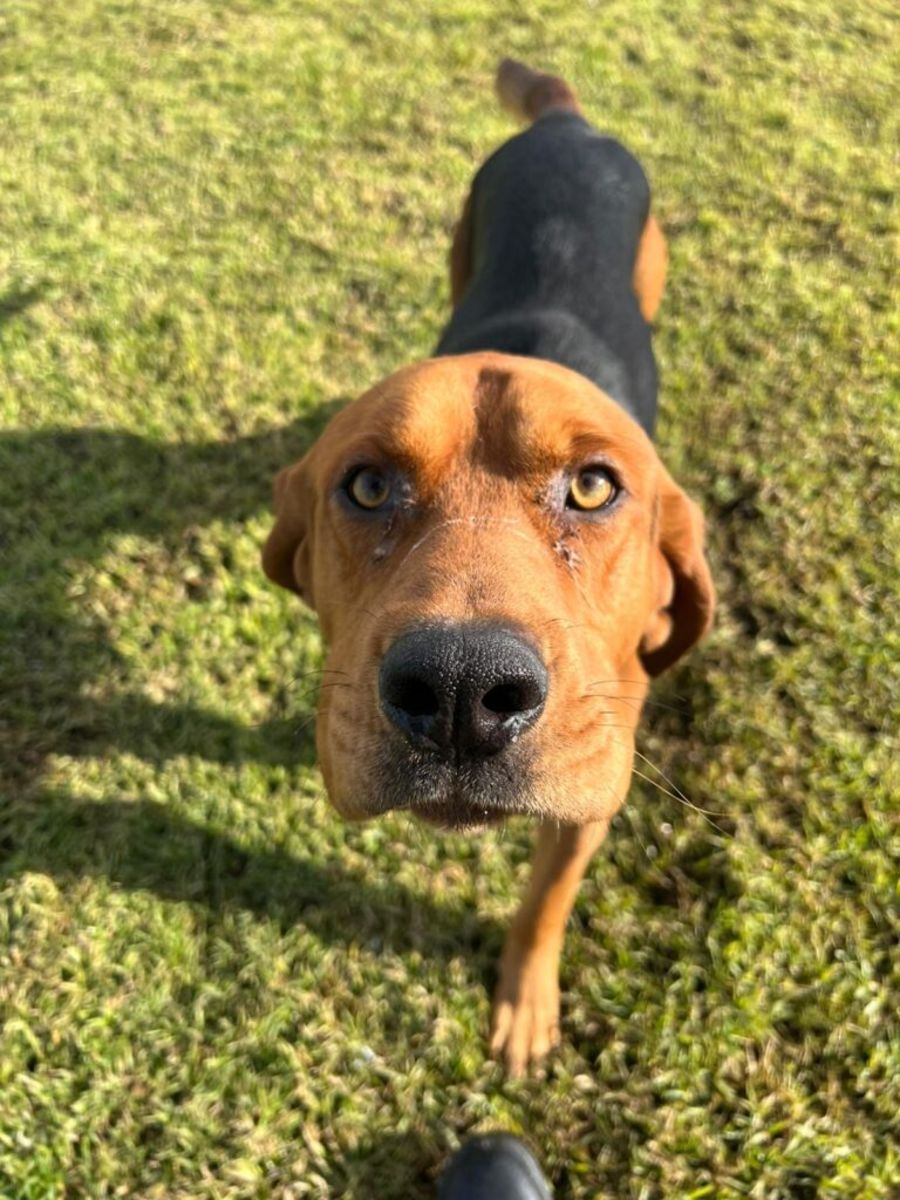 Duke - Large Male Foxhound Dog in VIC - PetRescue