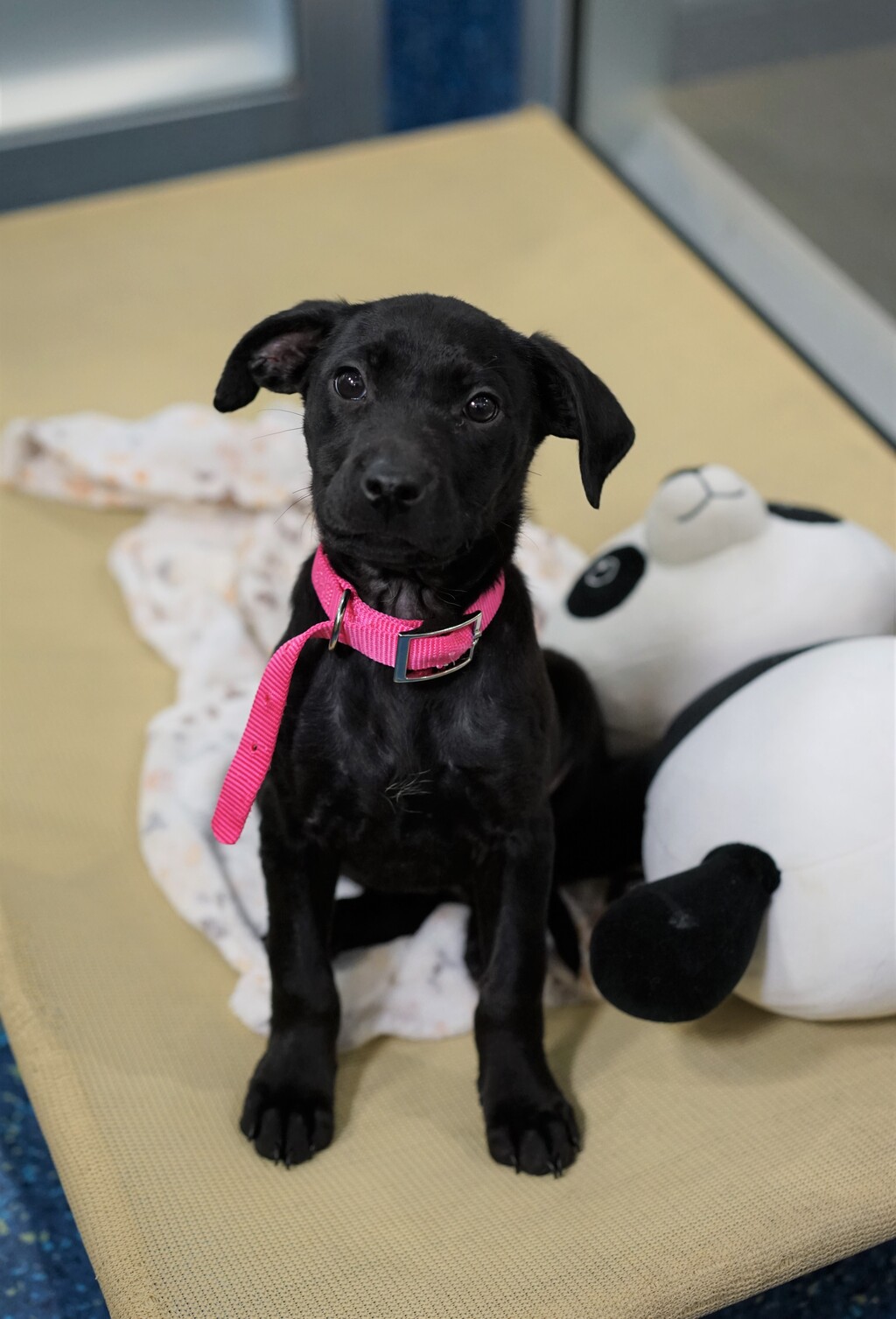 Akali - Medium Female Kelpie Mix Dog in QLD - PetRescue