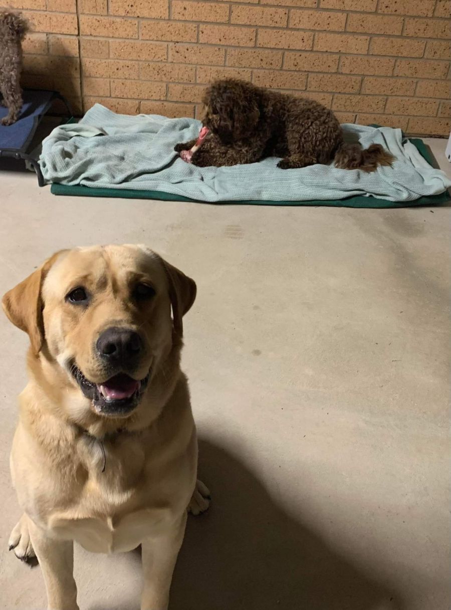 Archie - Medium Male Labrador Dog in VIC - PetRescue