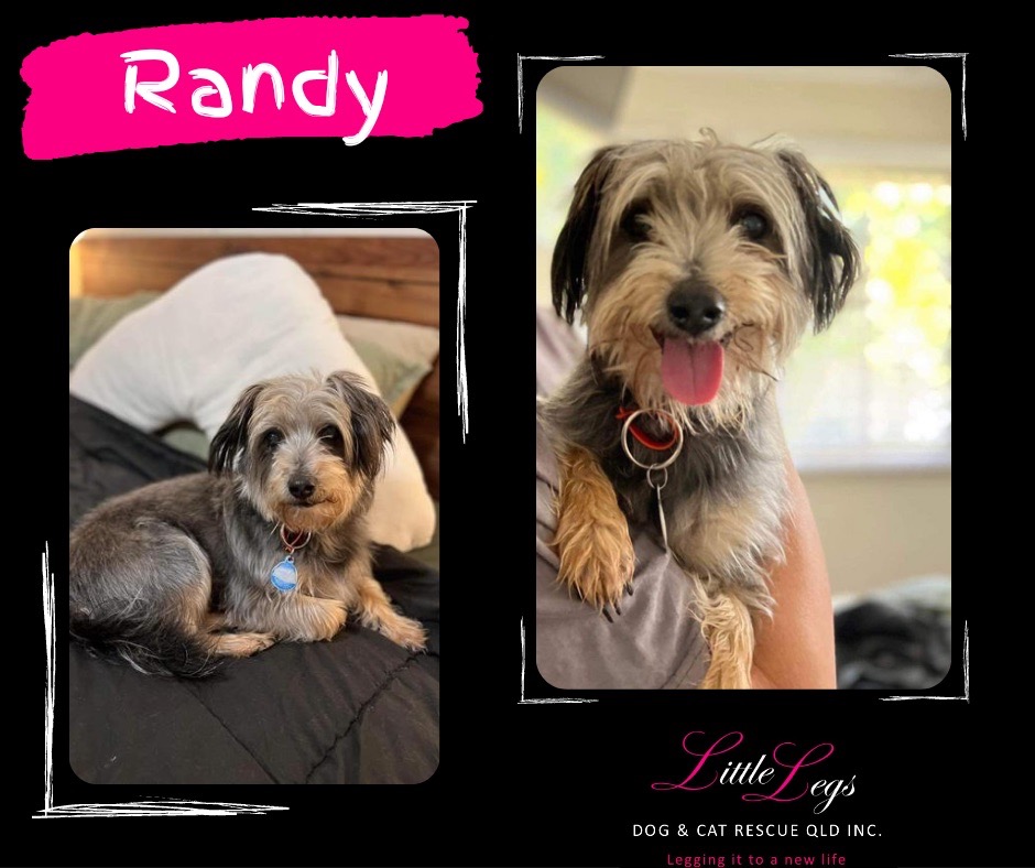 Randy - Small Male Mixed Breed Dog in QLD - PetRescue