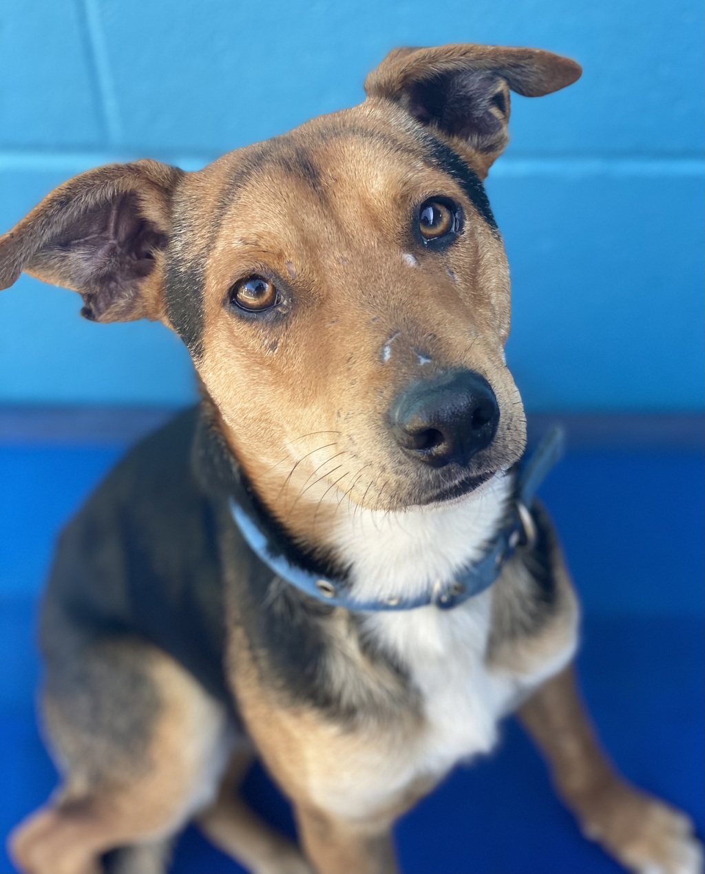 Puddin - Medium Male Jack Russell Terrier Mix Dog in QLD - PetRescue