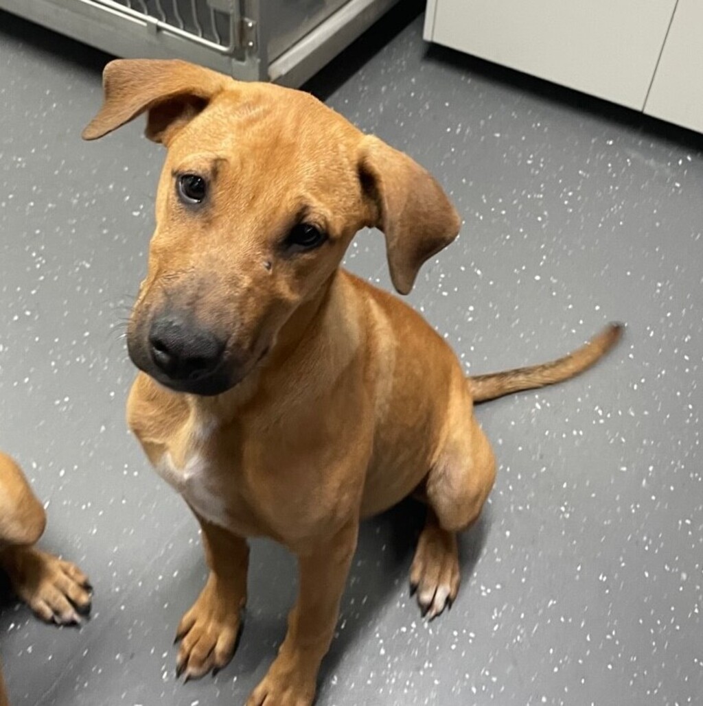 Bethany - Medium Female Rhodesian Ridgeback x American Staffordshire ...