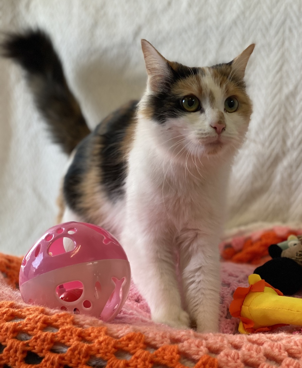Merri - Female Domestic Short Hair Mix Cat in VIC - PetRescue