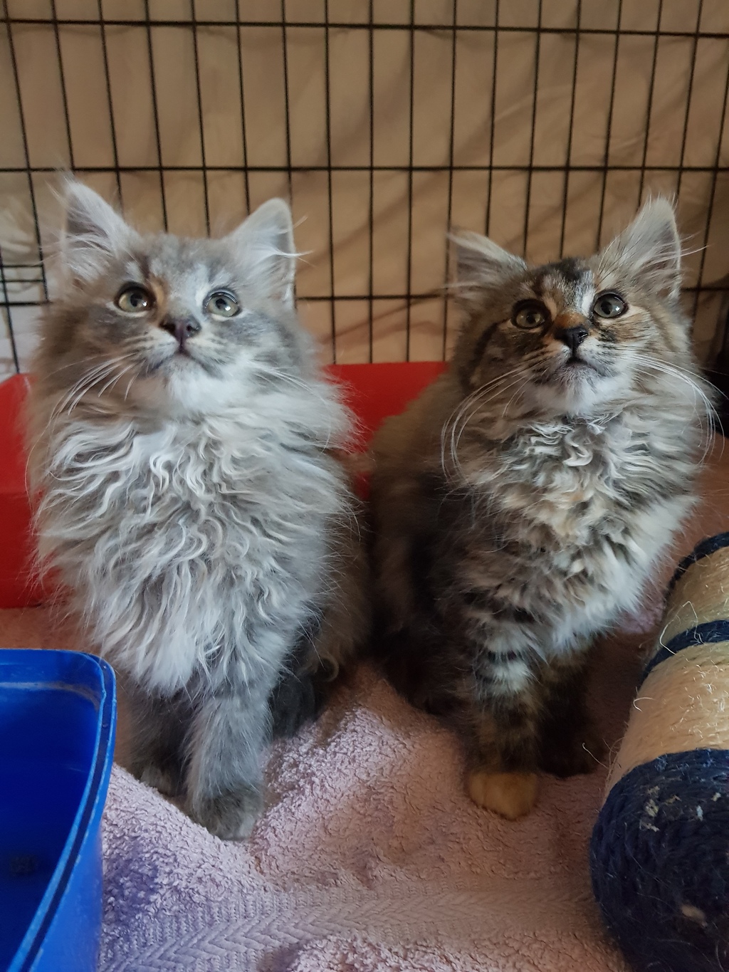 Billie - Female Dlh Mix Cat in WA - PetRescue