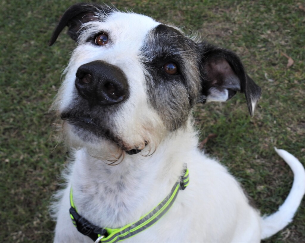 Snoopy - Large Male Bull Arab x Irish Wolfhound Mix Dog in QLD - PetRescue
