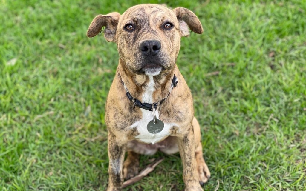 elfie - Large Female Staffy Mix Dog in VIC - PetRescue