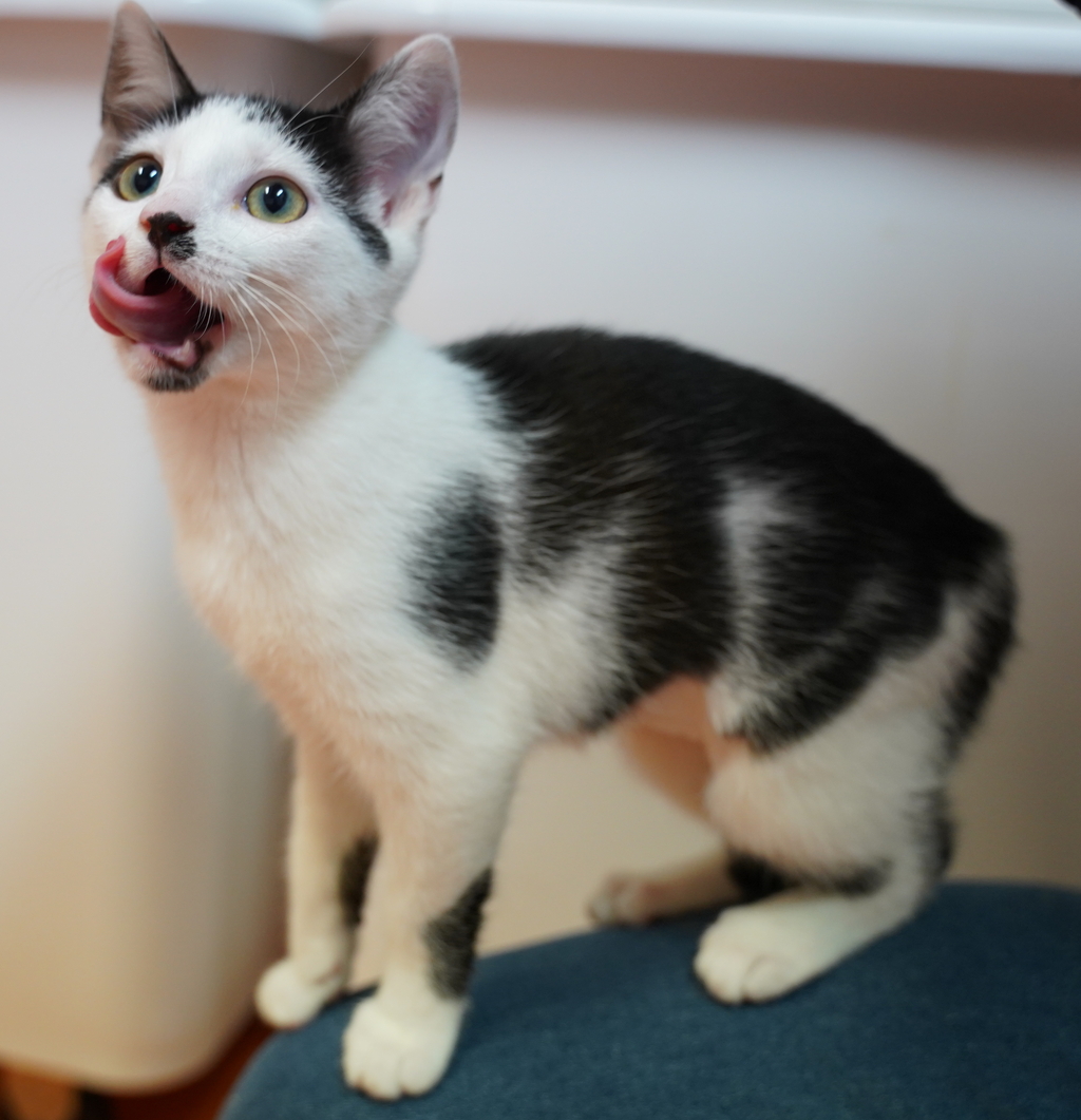 Freya - Female Manx Mix Cat in QLD - PetRescue