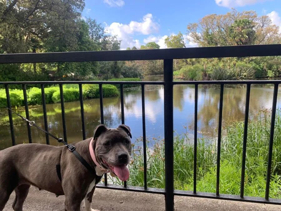 Profile writing inspiration for dogs - PetRescue