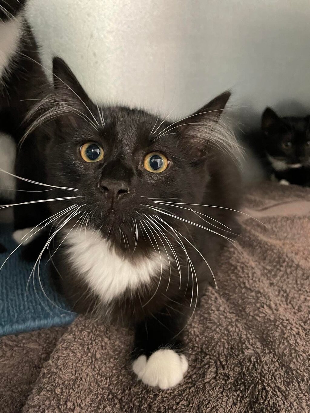 Knuckles - Male Dmh Mix Cat in VIC - PetRescue