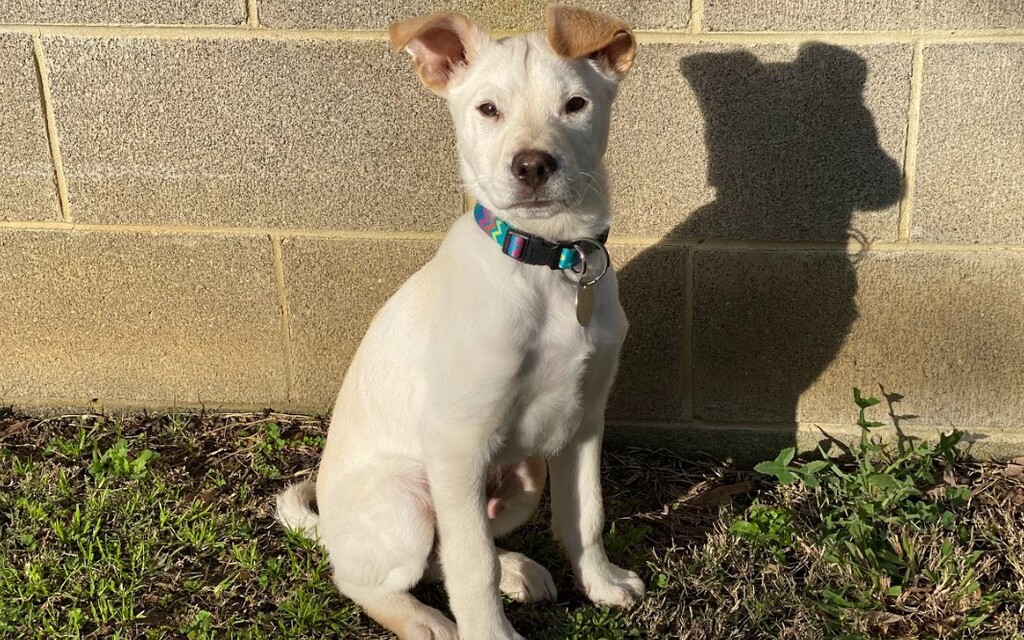 Roy - Medium Male Labrador x Heeler Mix Dog in VIC - PetRescue