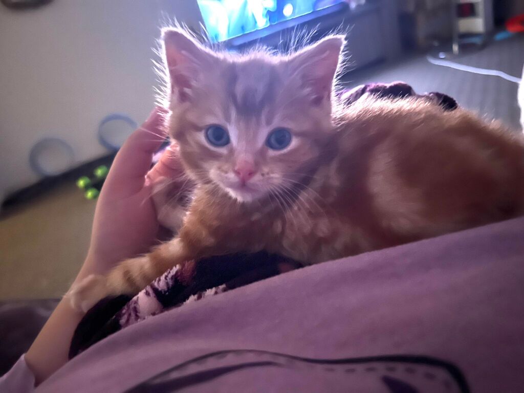 Mango ( Was Mgk ) - Male Dmh Mix Cat in VIC - PetRescue