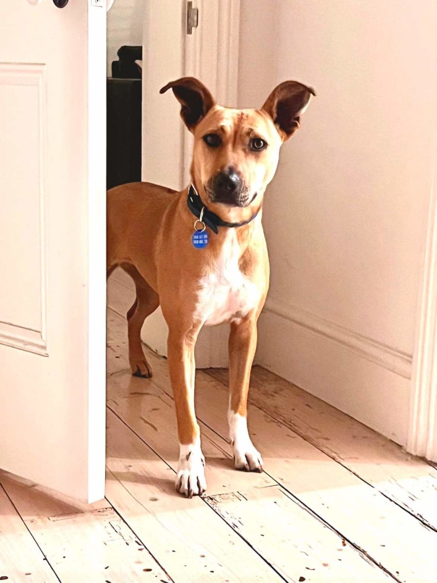 Ridgee - Medium Female Rhodesian Ridgeback x Kelpie Mix Dog in VIC ...