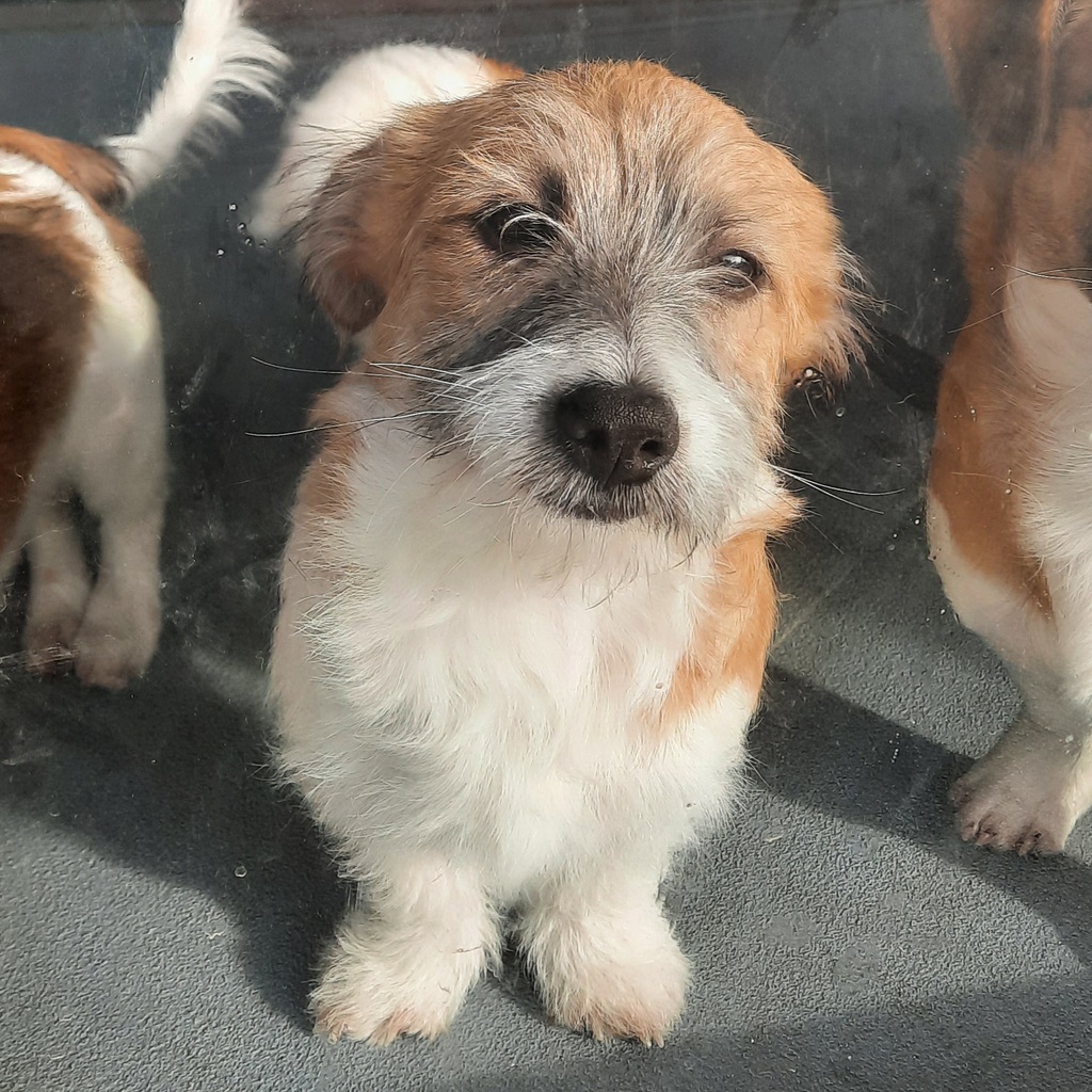Coco - Small Female Jack Russell Terrier, Wirehaired Mix Dog in VIC ...