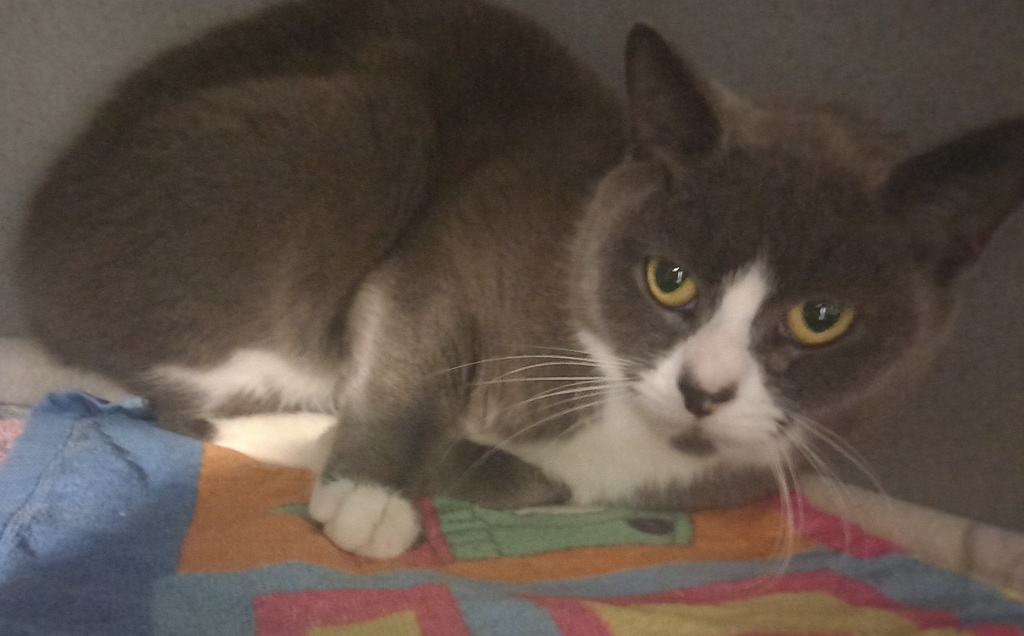 RSPCA Gympie - PetRescue