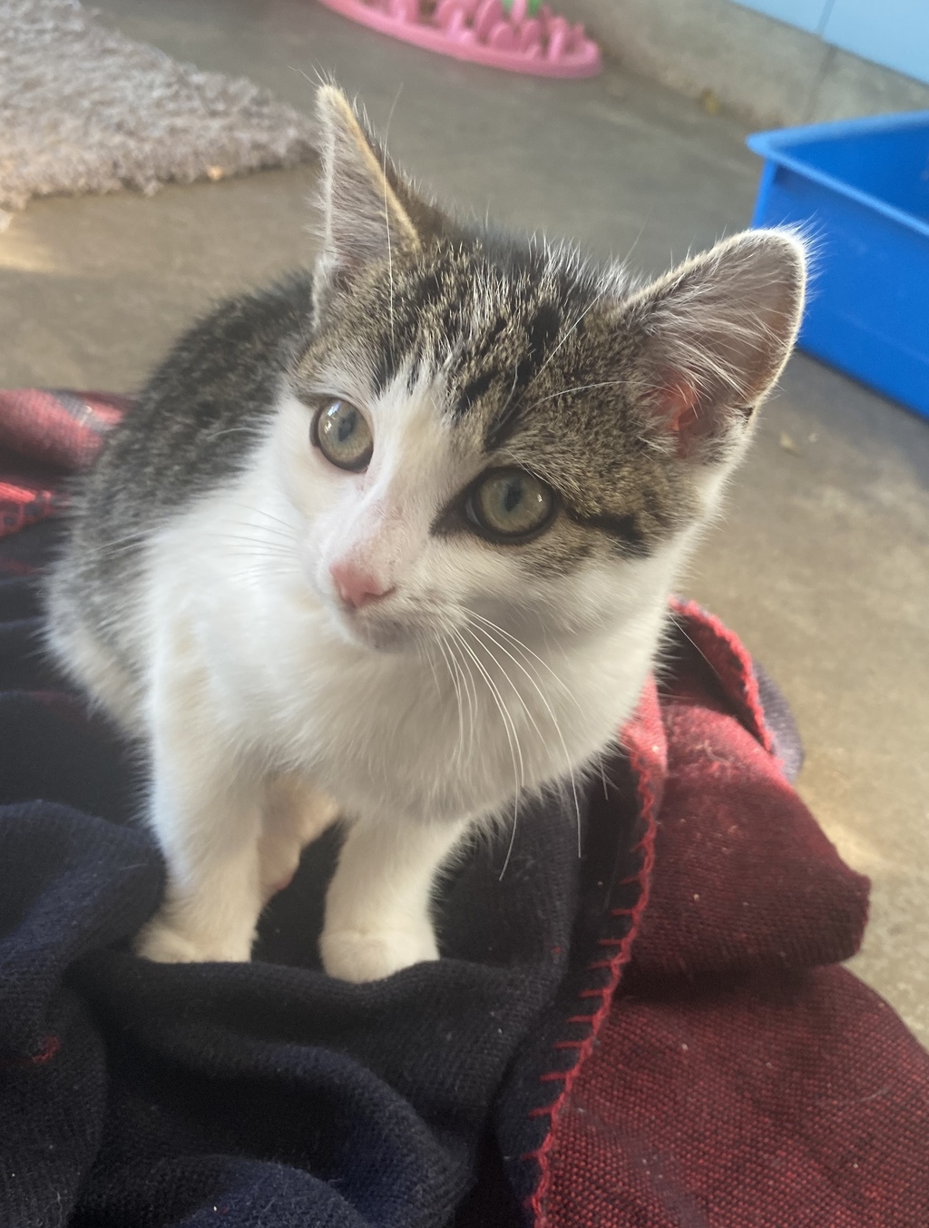 Poppet - Female Domestic Short Hair Mix Cat in QLD - PetRescue